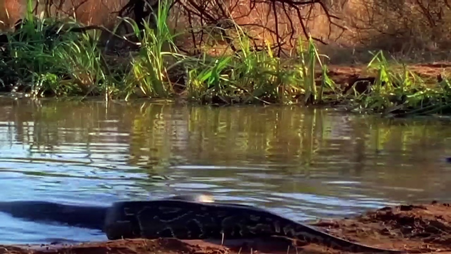 Giant Snake Eating Hippo Big Hippo With Open Mouth, Eating Food,