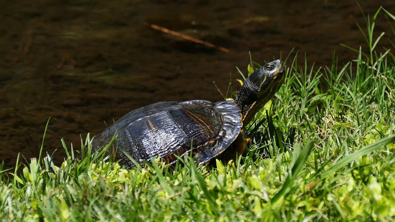turtle 4k video 30fps - video Dailymotion
