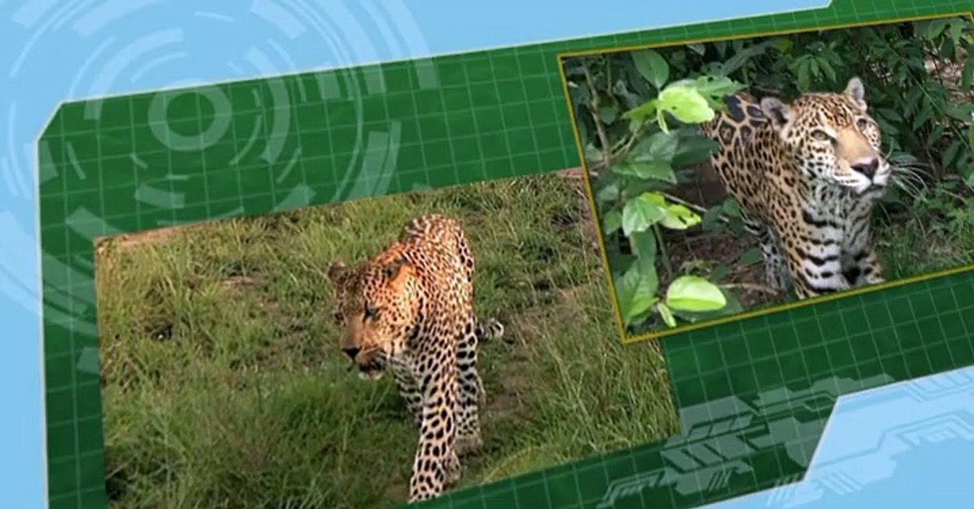 Wild Kratts Wild Kratts S02 E009 – Shadow: The Black Jaguar - video ...