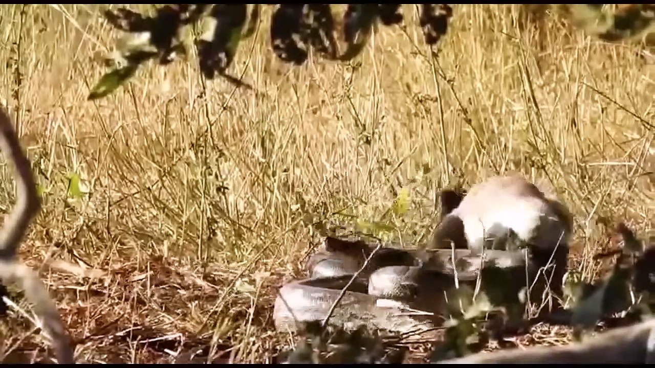 Amazing! Lion Family Fierce Fight With Giant Python To Save Teammates ...