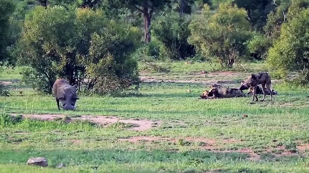 Lion Just Defeats Waterbuck Then He Was Brutally Attacked By A Fierce ...