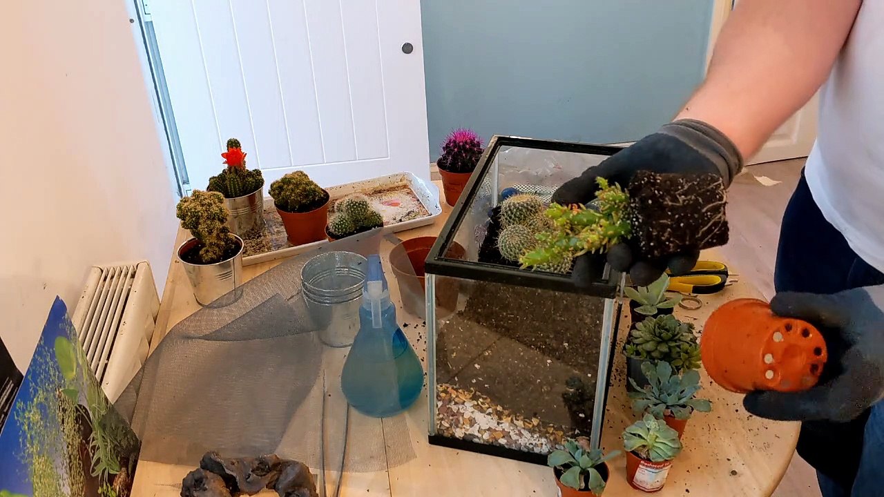 First Terrarium Build, Just the Time Lapse. - video Dailymotion