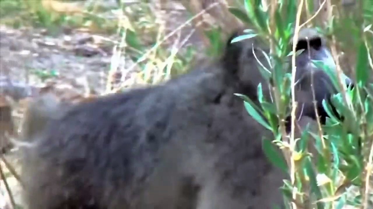 Aghast! The Angry Baboon Attacks The Bloodthirsty Wild Dogs When Dare ...