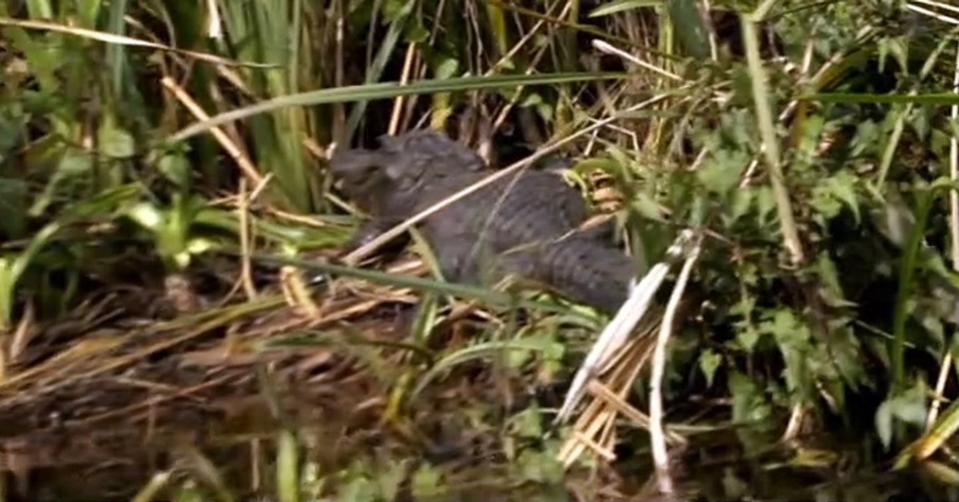 Wild Kratts Wild Kratts S03 E011 – Crocogator Contest - video Dailymotion