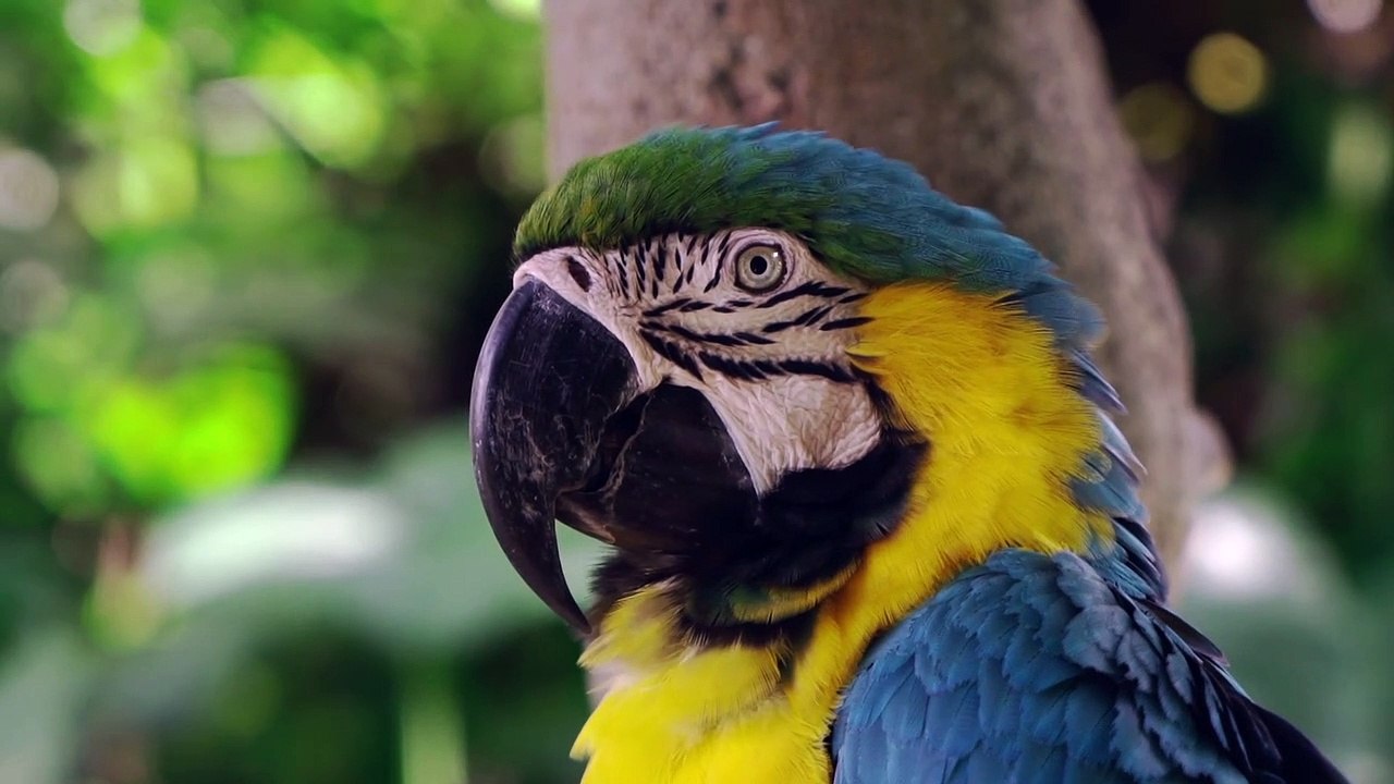 Beautiful parrot 4k 30fps - video Dailymotion