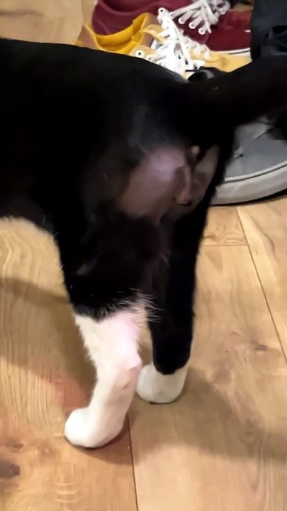 Benny The Baboon Cat - video Dailymotion