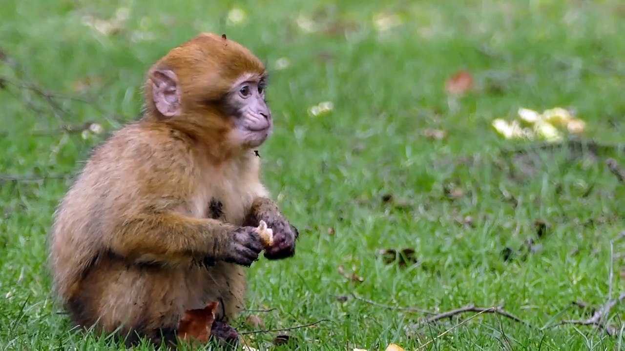Cute Funny Monkey - video Dailymotion