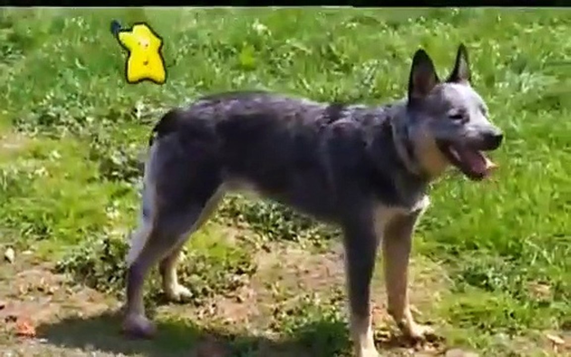 Boogie Beebies - Woof Woof Full Episode - video Dailymotion