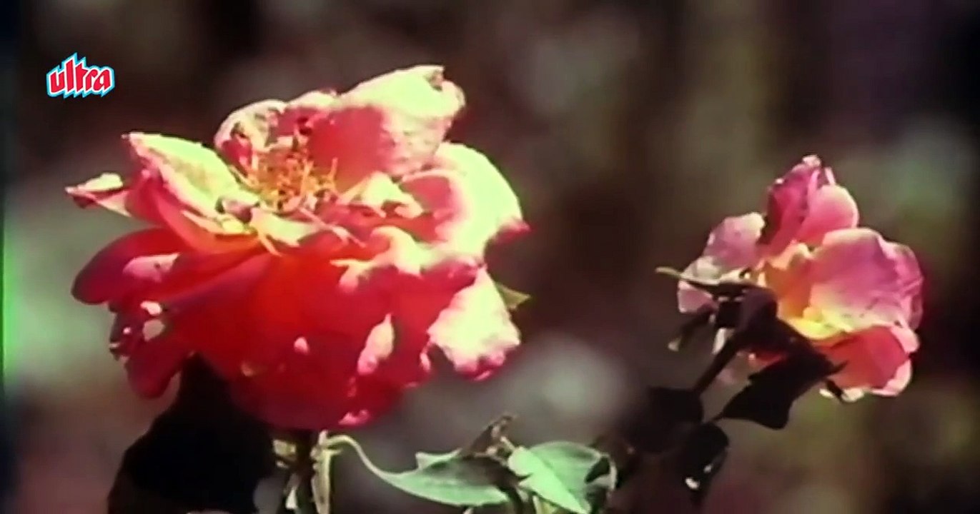 Jane Mujhe Kya / Shashi Kapoor ,Rakhee , Kishore Kumar, Lata Mangeshkar /1972 Janwar Aur Insaan ...