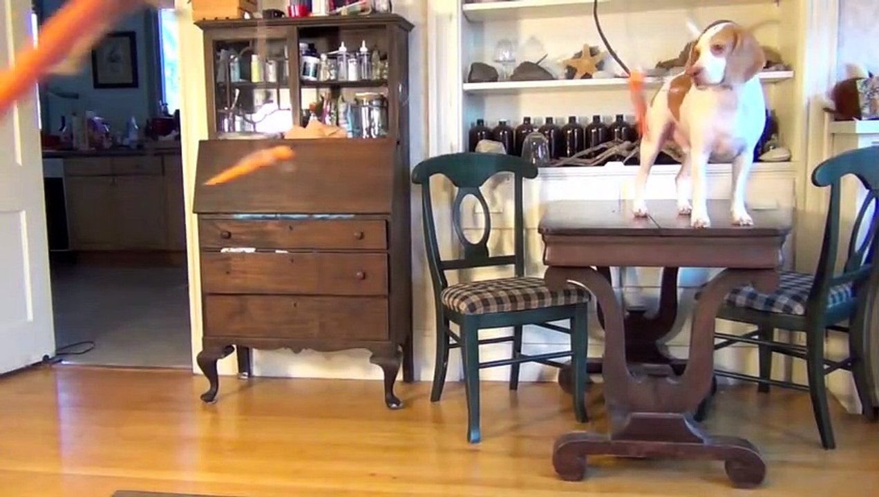 Dog vs. Flying Carrots_ Funny Dog Maymo - Vidéo Dailymotion