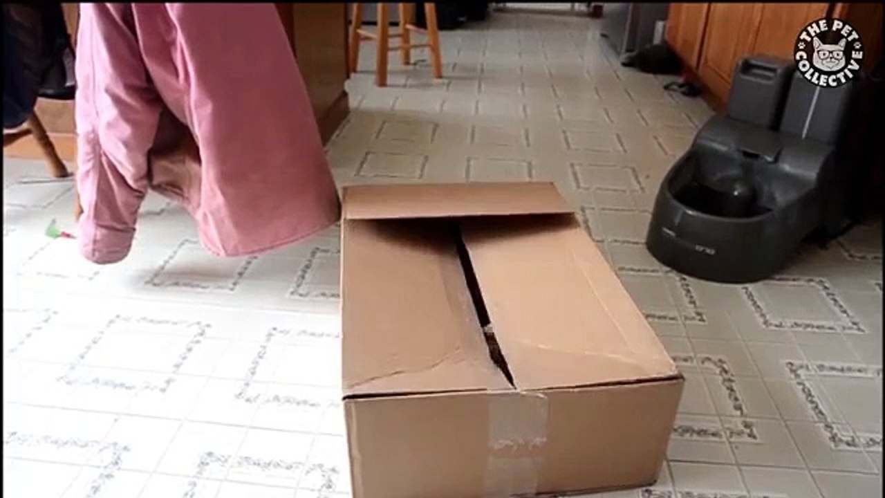 Cats in Boxes Cats VS Boxes Funny Pet Compilation (Funny) - Vidéo ...