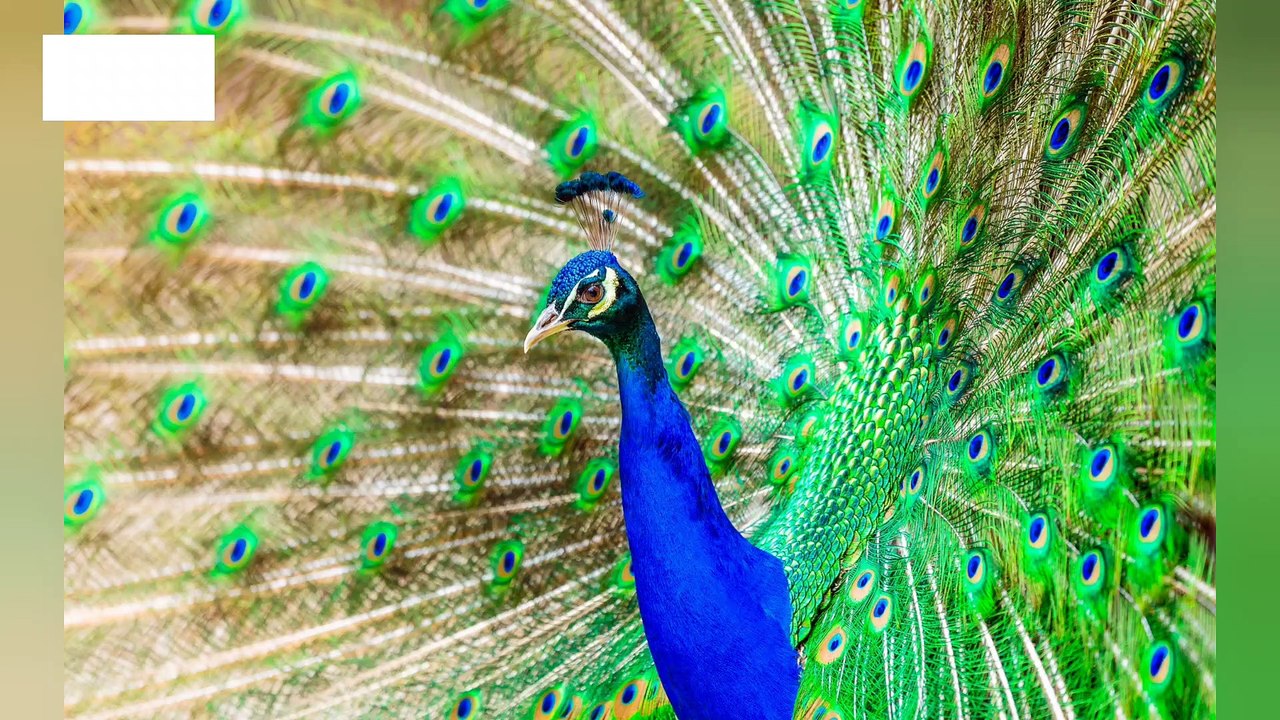 The Most Beautiful Peacock Dance Peacock voice - video Dailymotion