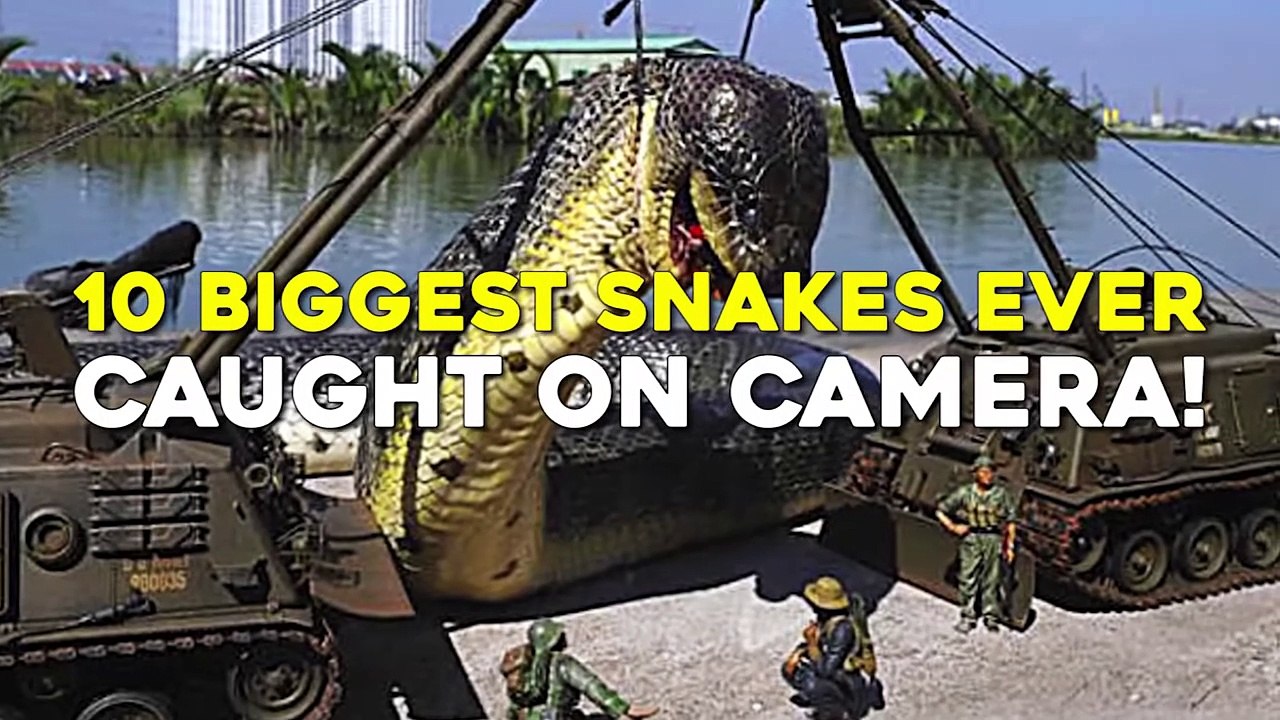 10 Biggest Snakes Ever Caught On Camera - video Dailymotion