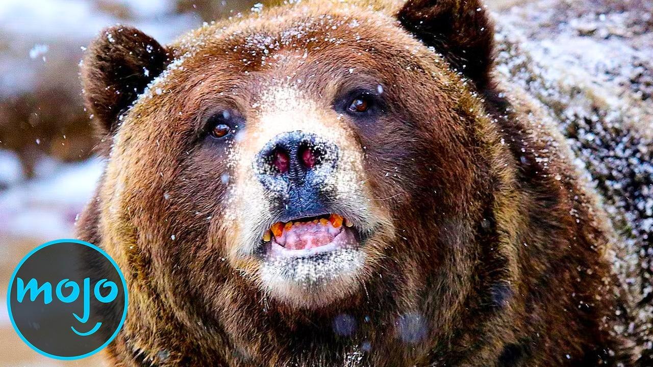 10 Notorious Animals Who Became Serial Killers - video Dailymotion