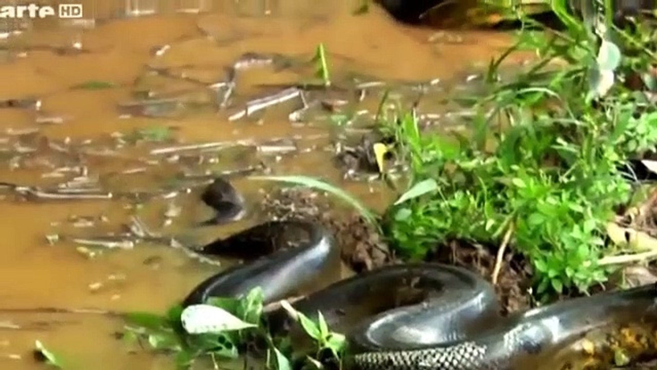 Wild_animals_fight_to_death__Giant_Anaconda___Biggest_Python_Snake ...