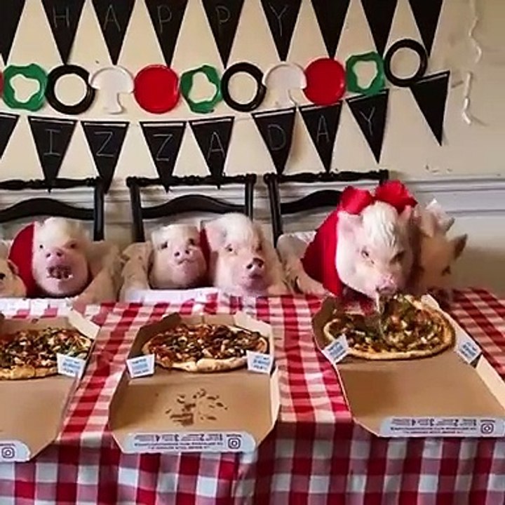 Pretty Pug and Piggies Partake of Pizza - video Dailymotion