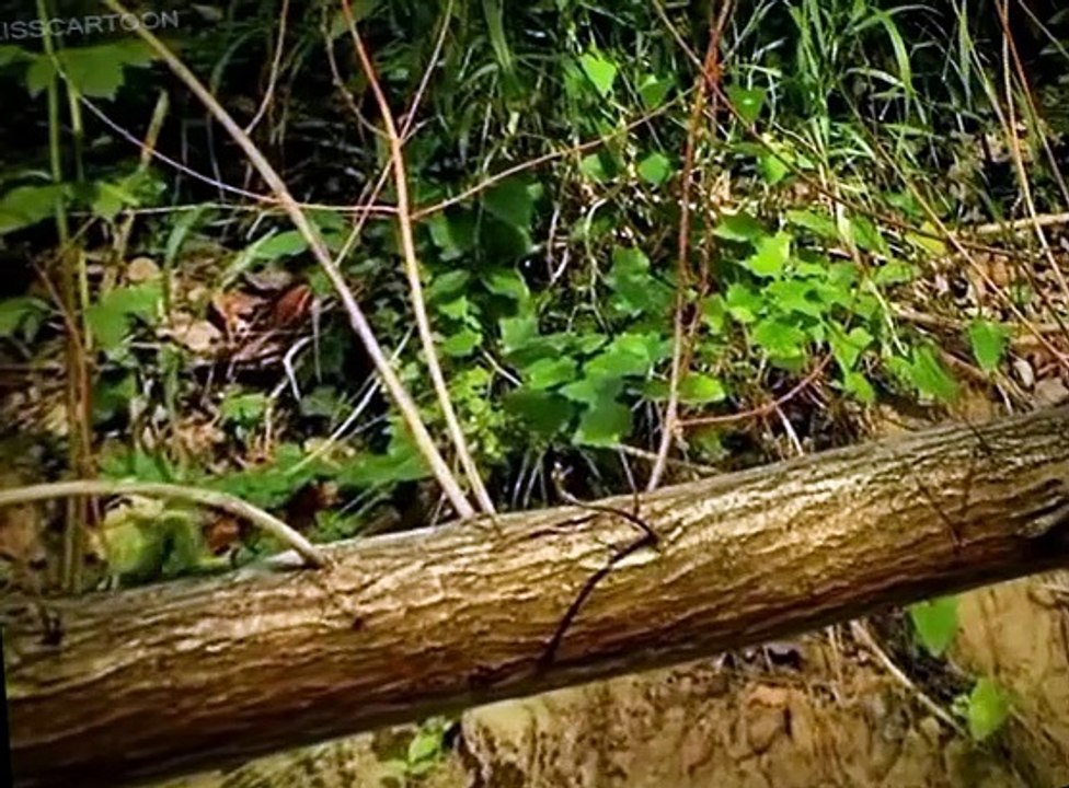 Minuscule Minuscule S01 E004 The Caterpillar and the Brook - video Dailymotion