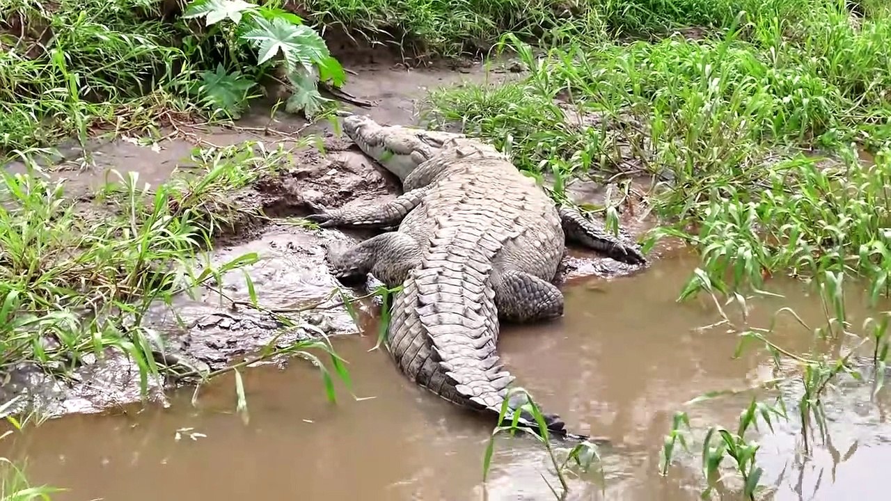 10 Most Ruthless Animals In The World - video Dailymotion
