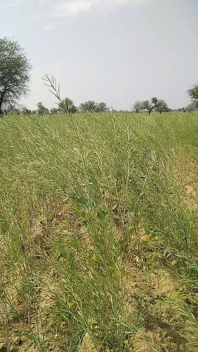 Sarso ki fasal.. - video Dailymotion