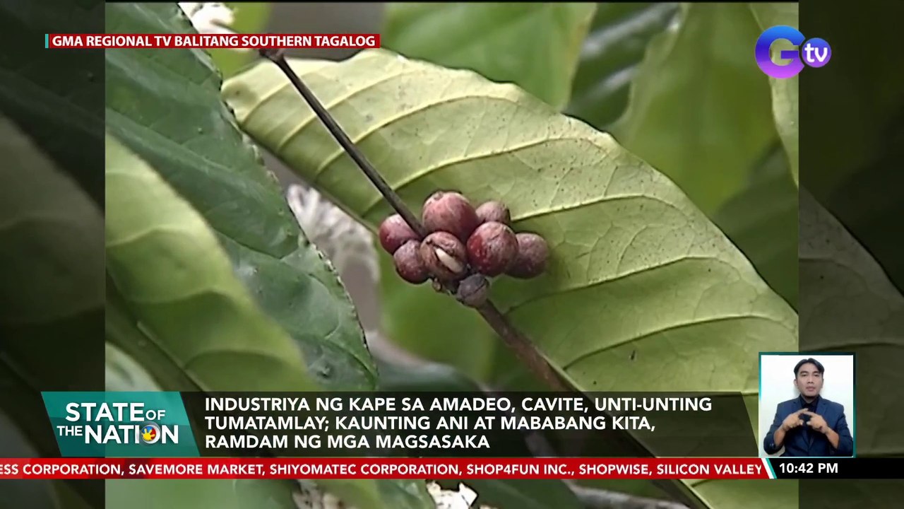 Industriya ng kape sa Amadeo, Cavite, unti-unting tumatamlay; kaunting ...