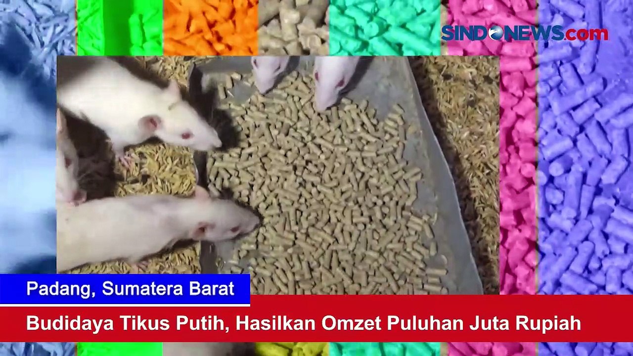 Budidaya Tikus Putih, Hasilkan Omzet Puluhan Juta Rupiah di Padang ...
