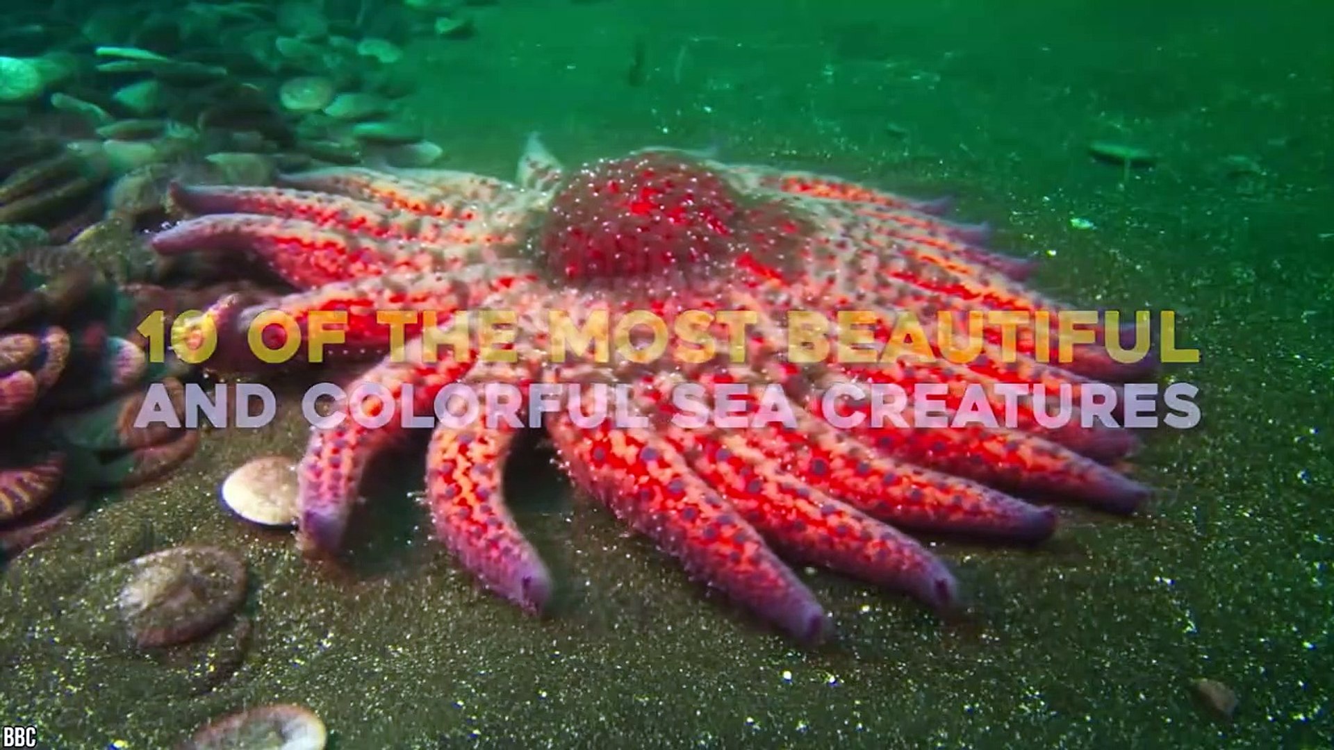 Beautiful Colorful Sea Creatures