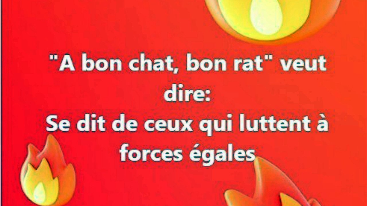 2) A bon chat, bon rat. Proverbe Français, expression populaire ...