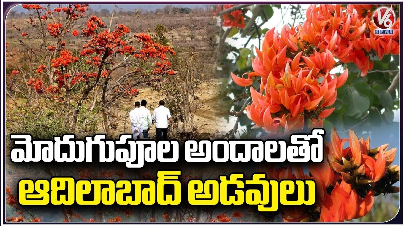 Special Story On Beauties Of Moduga Flowers In Adilabad District | V6 ...
