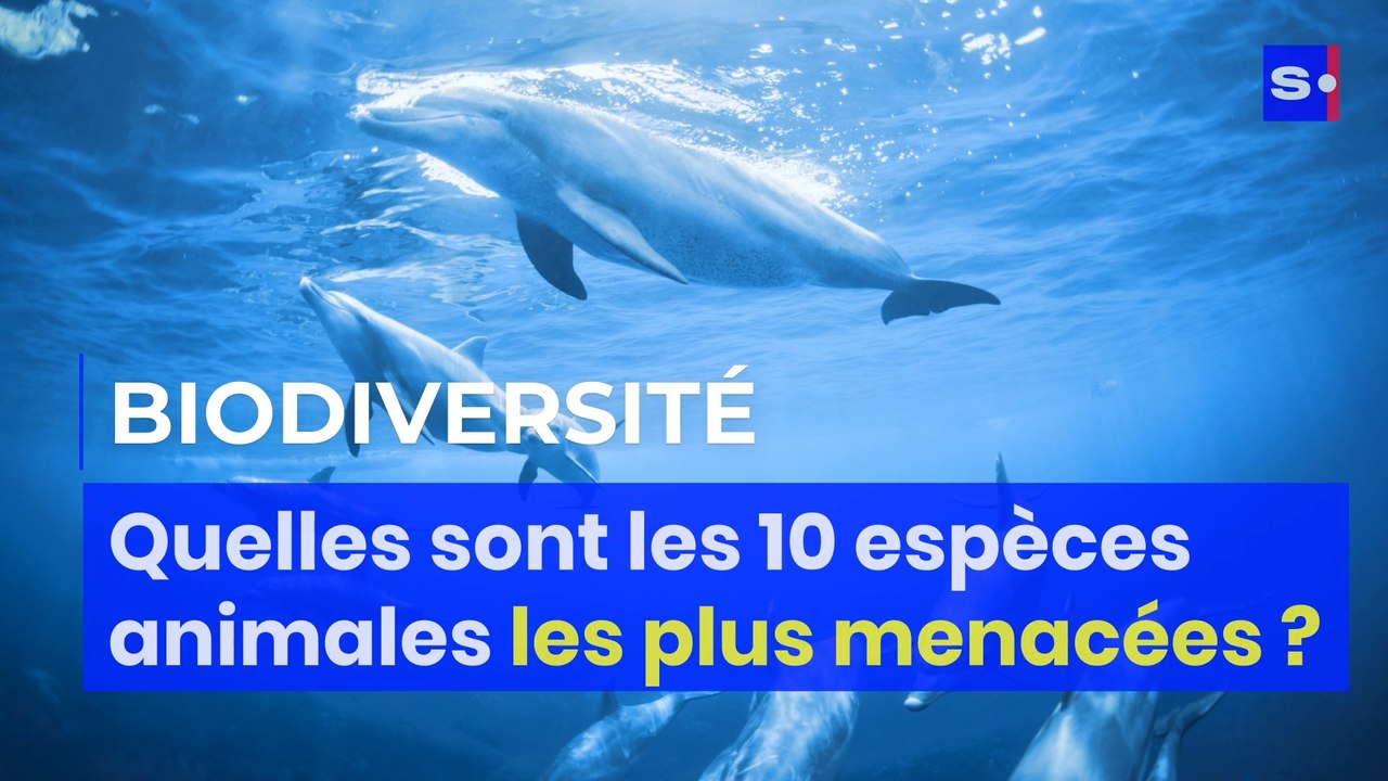 Biodiversité : les espèces animales les plus menacées d'extinction ...