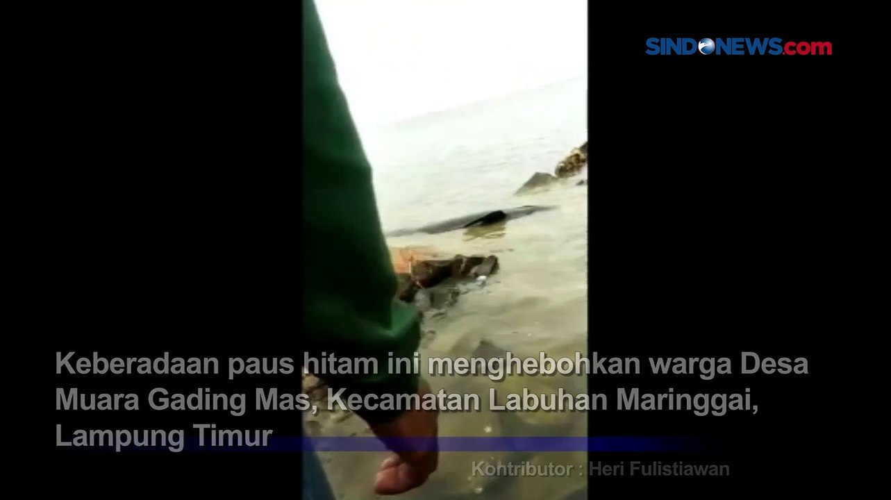 Heboh! Paus Hitam Sepanjang 4 Meter Muncul di Perairan Lampung Timur ...