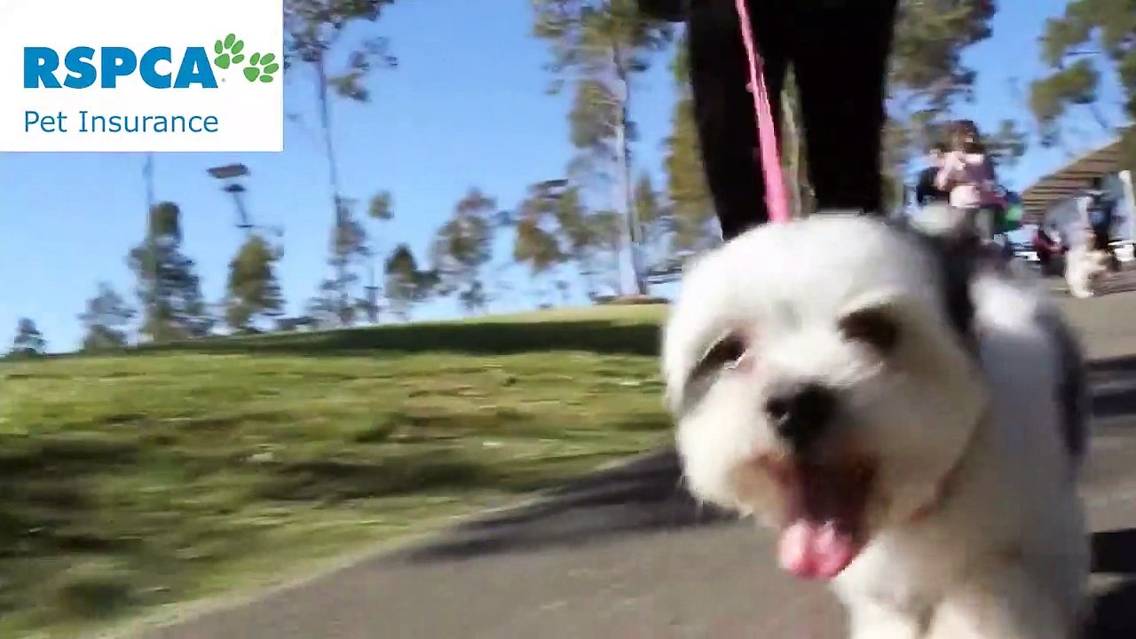 RSPCA Million Paws Walk- Rascal the Dog - video Dailymotion