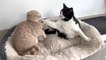 Cat Interrupts Opera Session to Sing - video Dailymotion