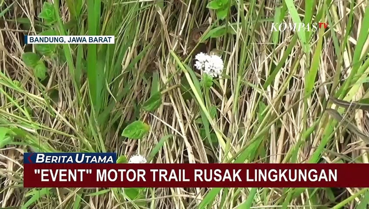 Balap Motor Trail Rusak Kebun Bunga Rawa Edelweis di Ranca Upas, Petani ...
