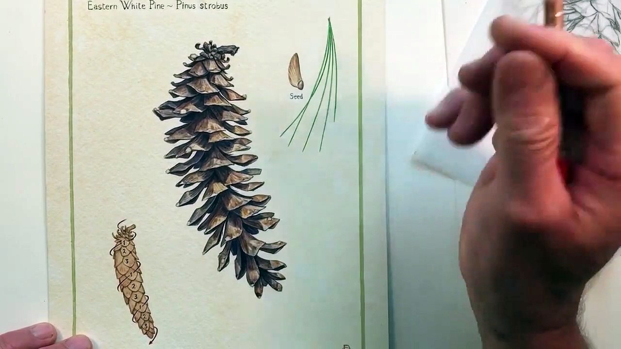 Watercolor Lesson 3A - video Dailymotion