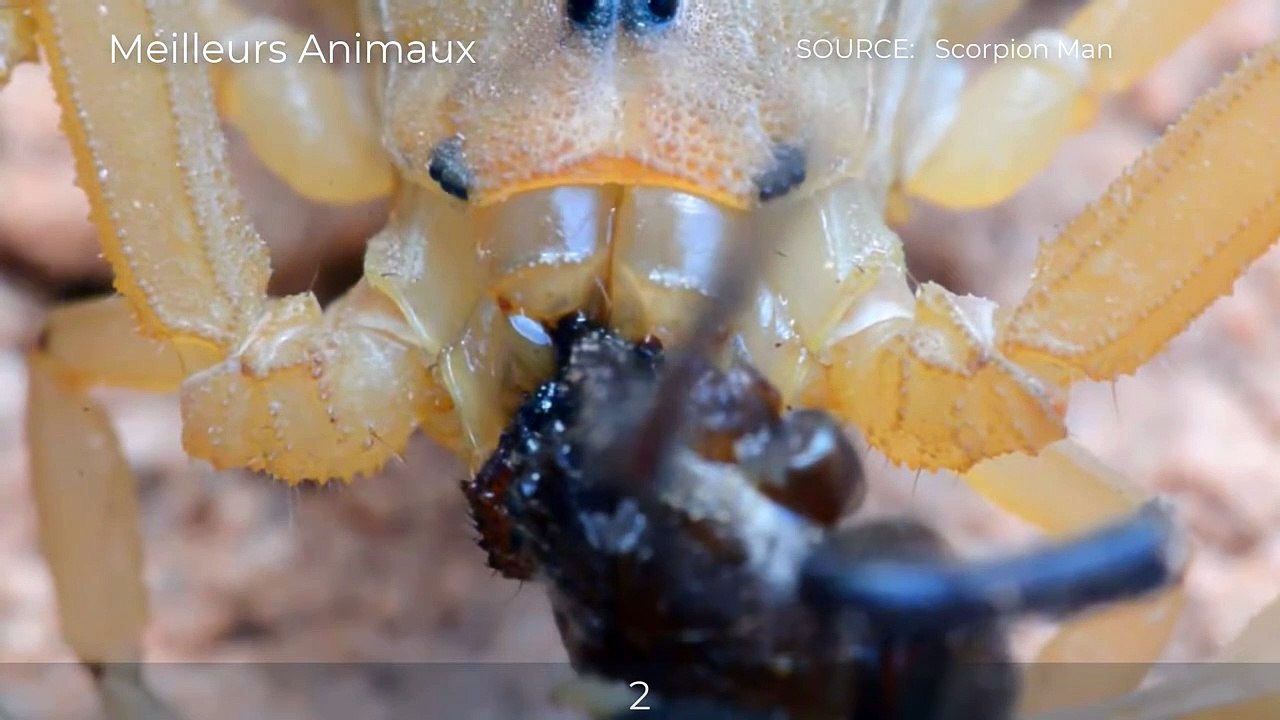 5 AMAZING ANIMALS MOMENTS #5 Ants Can Defeat Snake - video Dailymotion