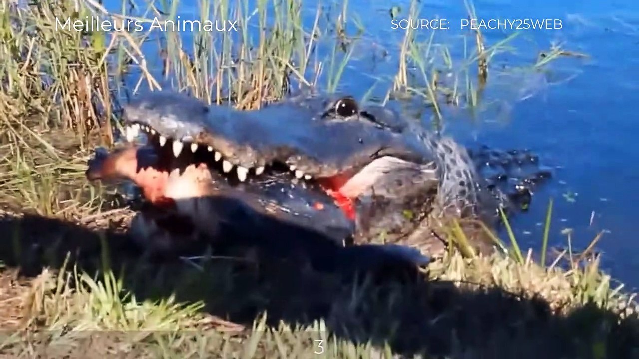 TOP CROCODILE, ALLIGATOR EATING TURTLE MOMENTS - video Dailymotion