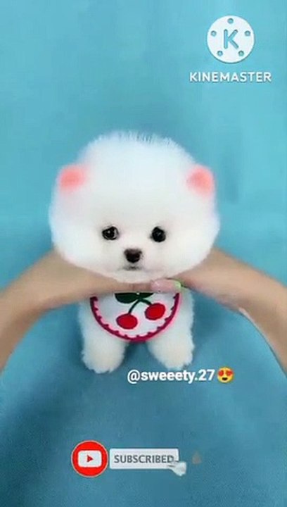 cat_videos_%F0%9F%92%9E%F0%9F%92%95__Cute_%F0%9F%92%9E%F0%9F%92%95and ...