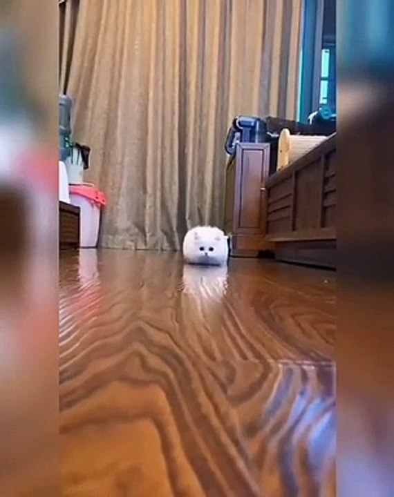 Baby Cats - Cute and Funny Cat Videos Compilation -- Part 52(480P ...