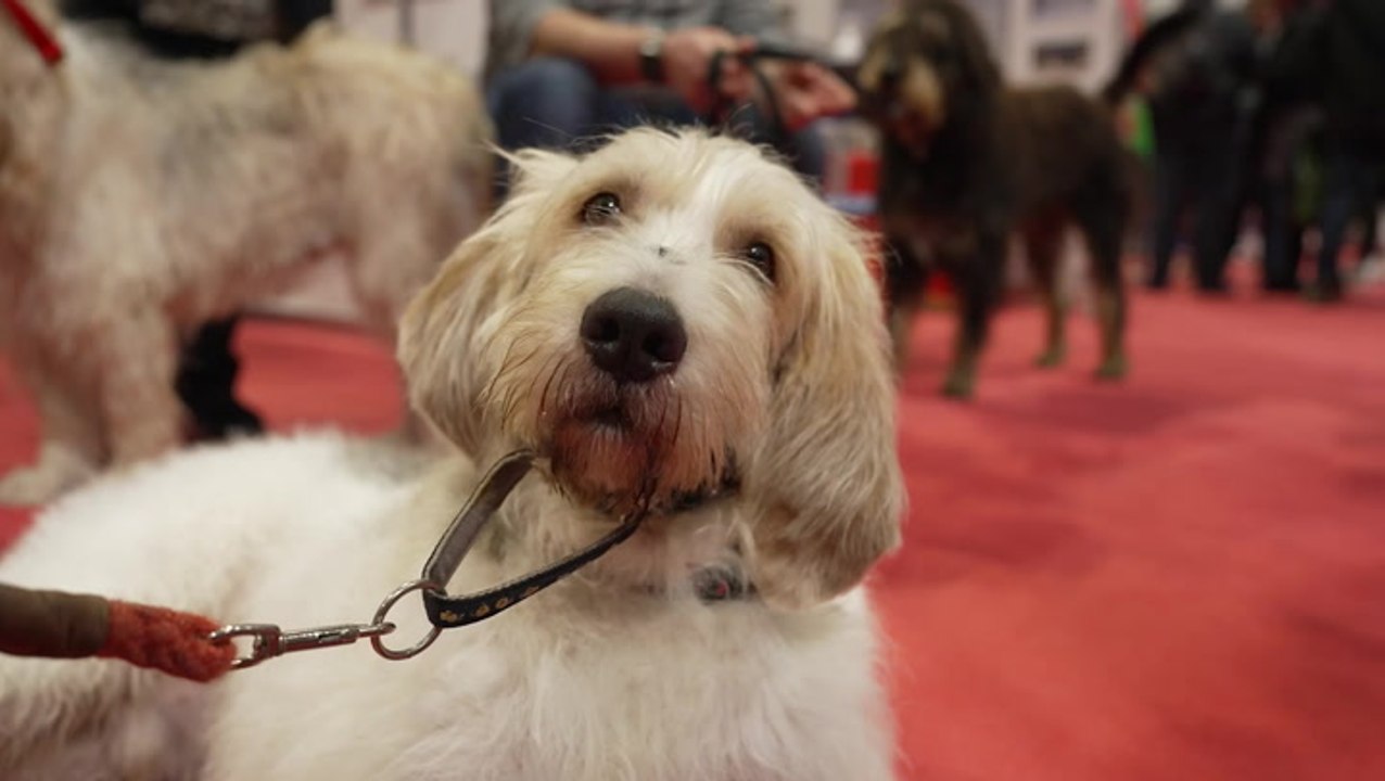 Crufts shines spotlight on ‘vulnerable’ dog breeds - video Dailymotion