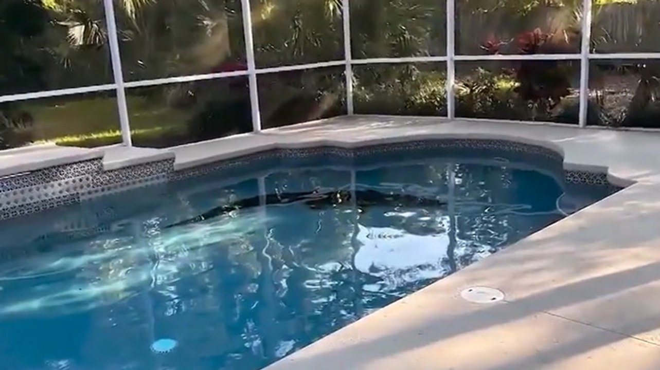 Florida resident wakes up to 400lb alligator swimming in her pool ...