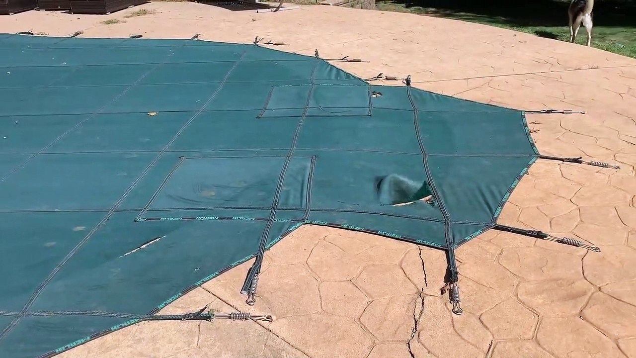 Husky Finds Portal to the Pool - video Dailymotion