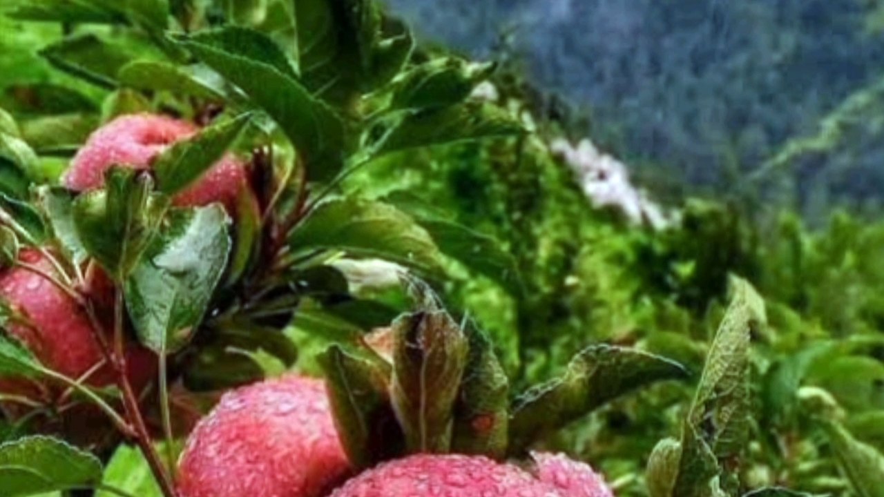 Fool Dei Uttrakhand फूल देली त्यौहार - video Dailymotion