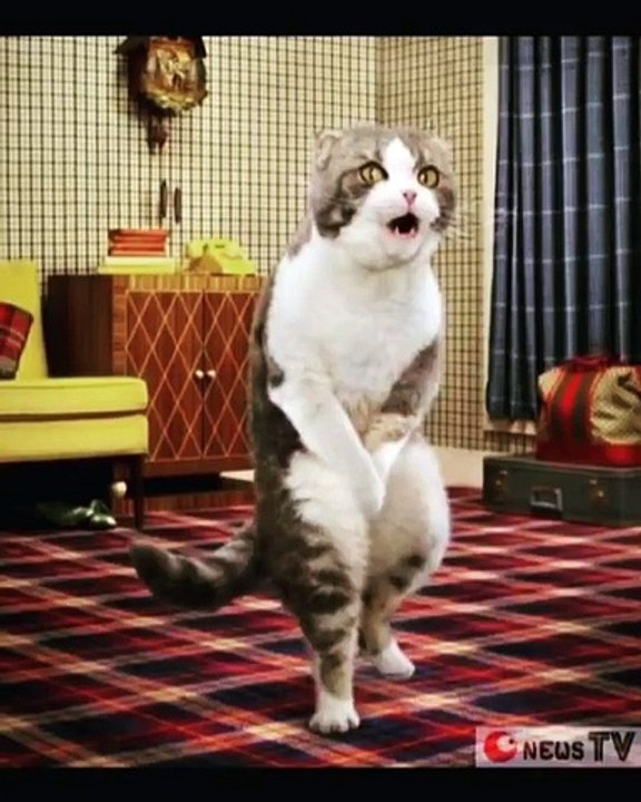 Funny cat poses - video Dailymotion