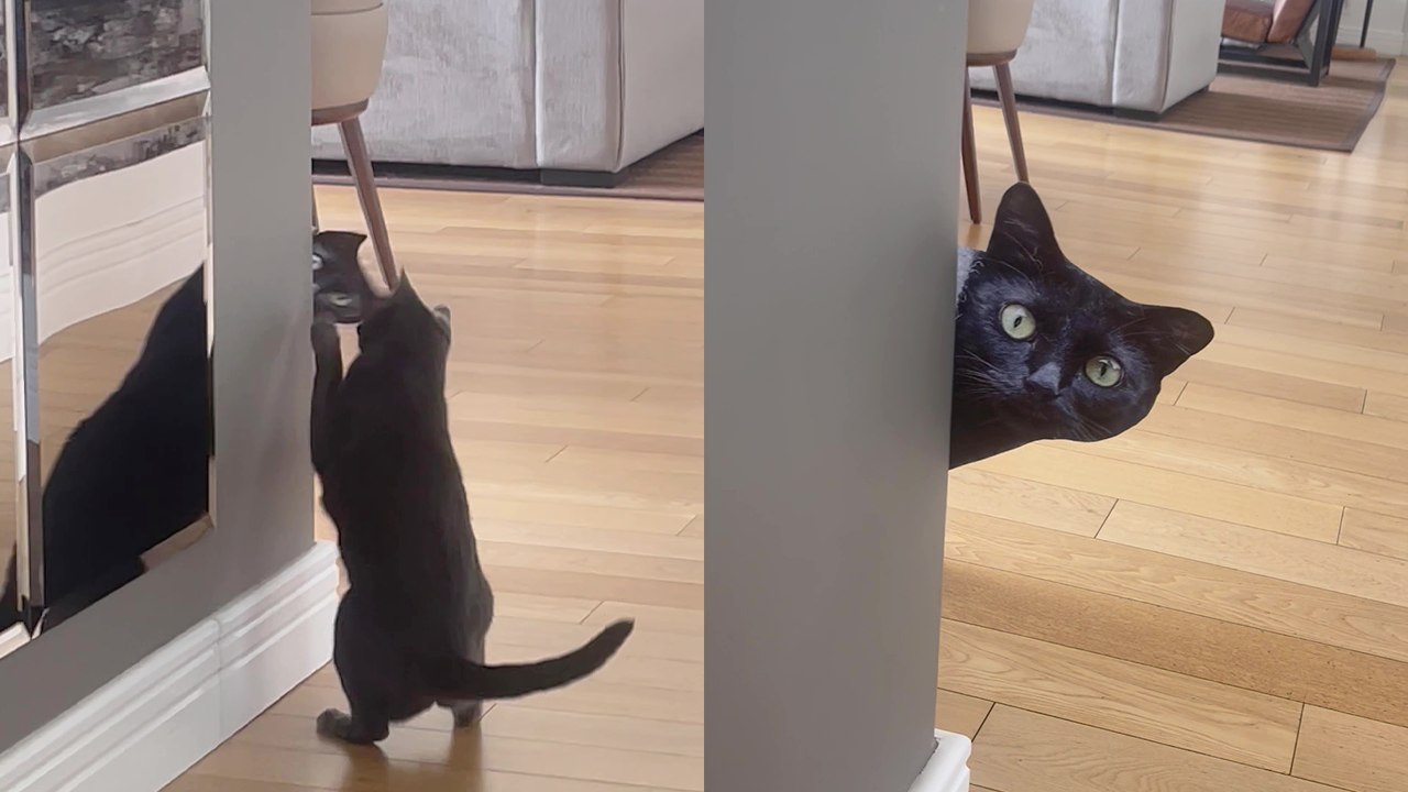 Woman plays trending 'Stanger Danger' cat prank on cat and sets TikTok ...