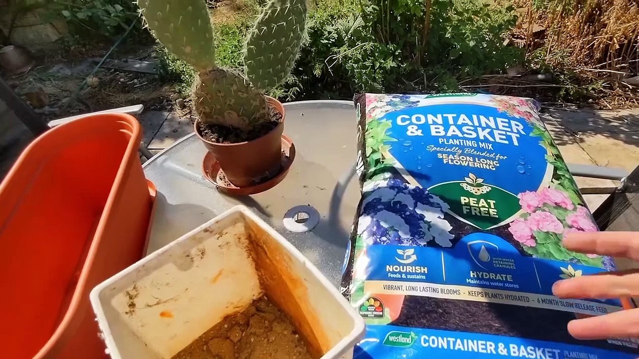 How to Re-Pot a Cactus (With some fail too) - video Dailymotion