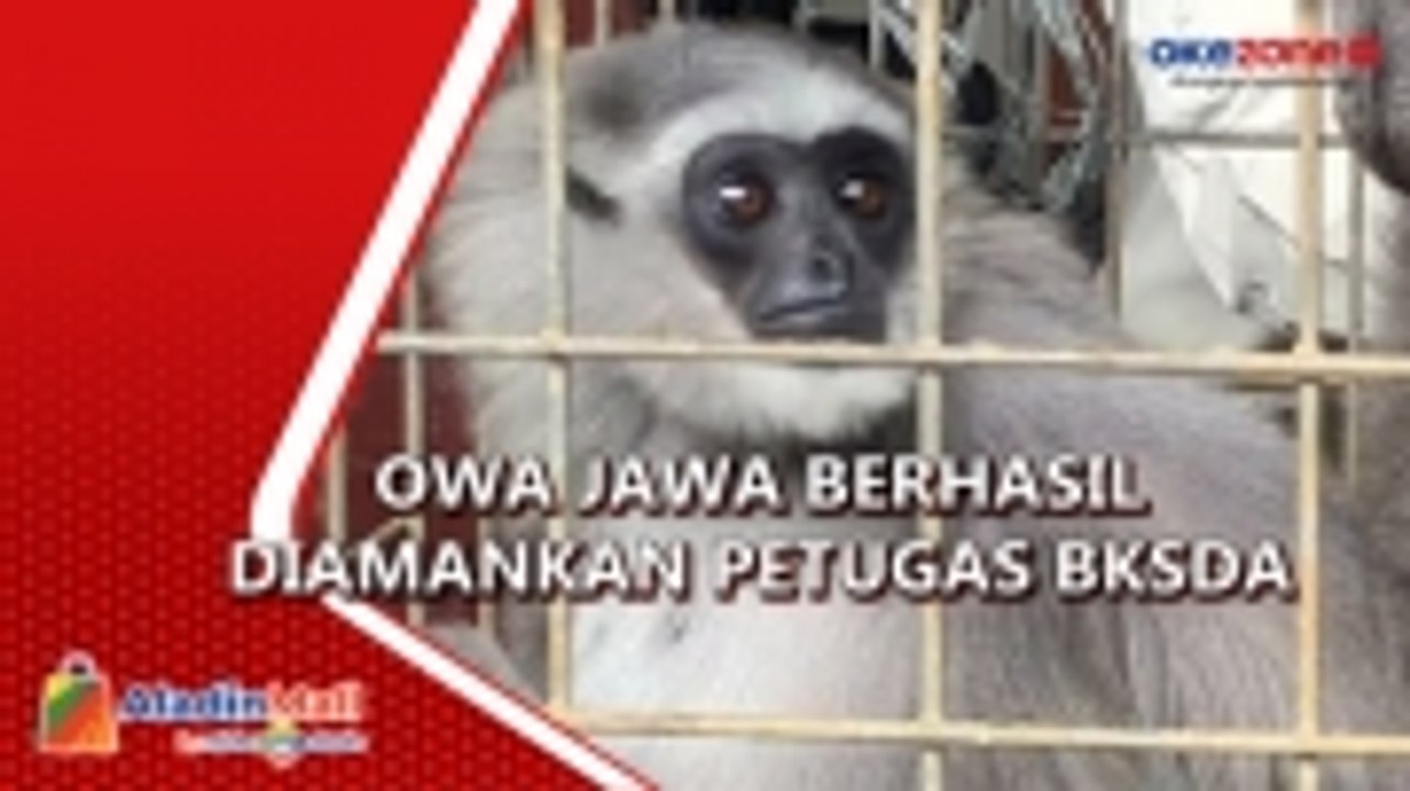 Hewan Primata Langka Owa Jawa Berhasil Diamankan Petugas BKSDA di ...