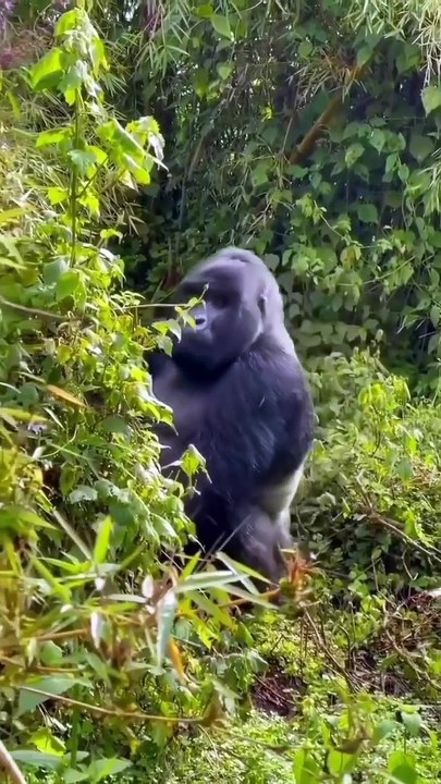 The first sight of a silverback coming down the path is unforgettable ...