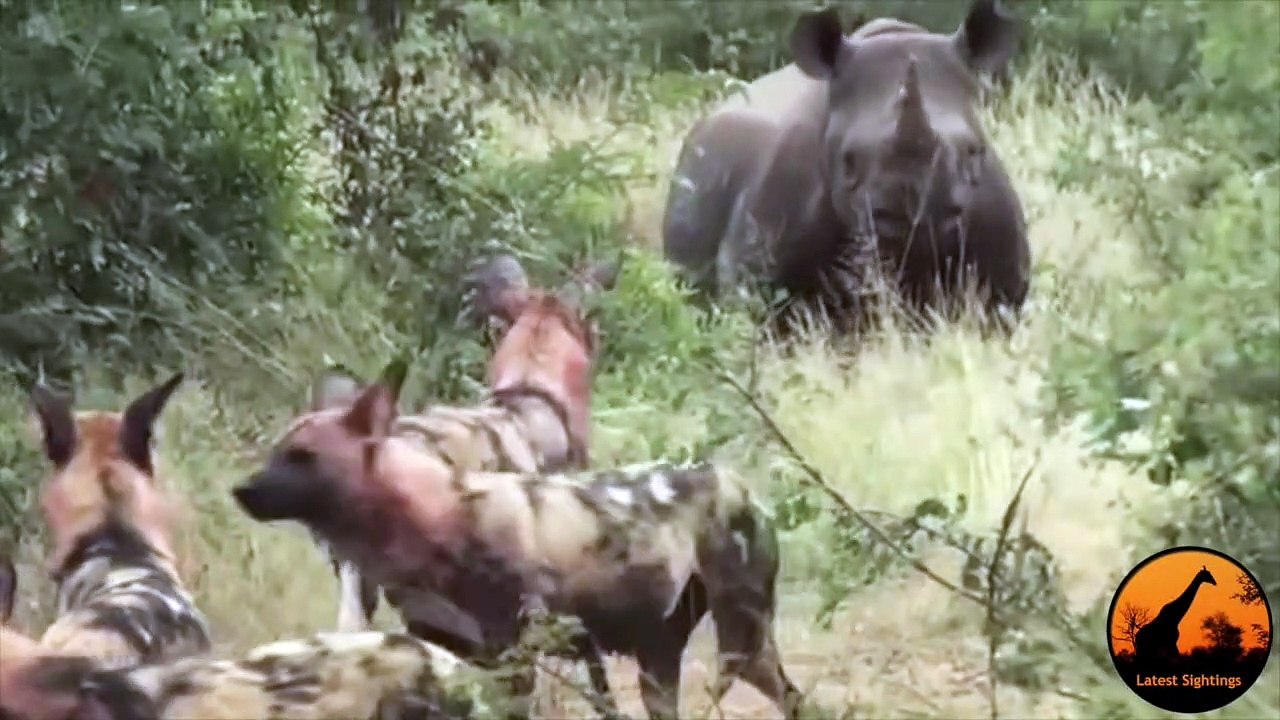 Wild Dogs Versus Black Rhino - Latest Wildlife Sightings - video ...