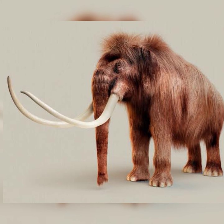 Woolly Mammoth (The Ice age Elephant) - video Dailymotion