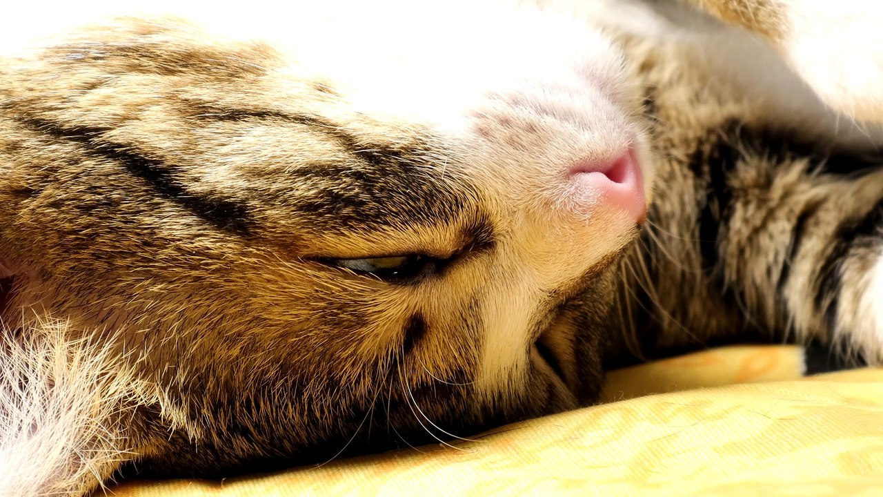 Close Up of a Cute cat Nose - video Dailymotion